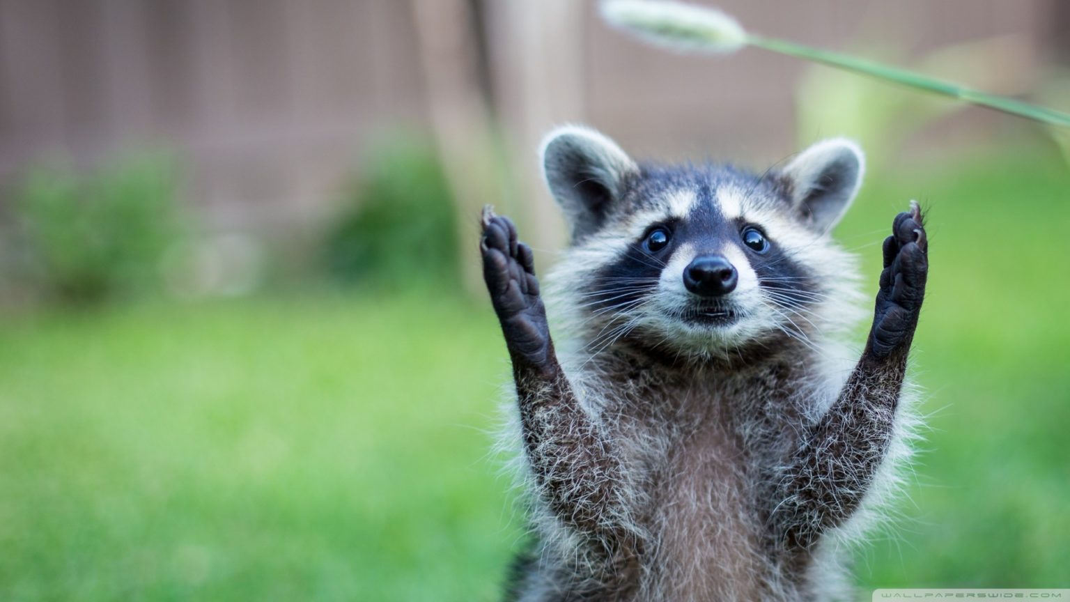 raccoon wallpaper 1920×1080 1 | Outright Wildlife Solutions